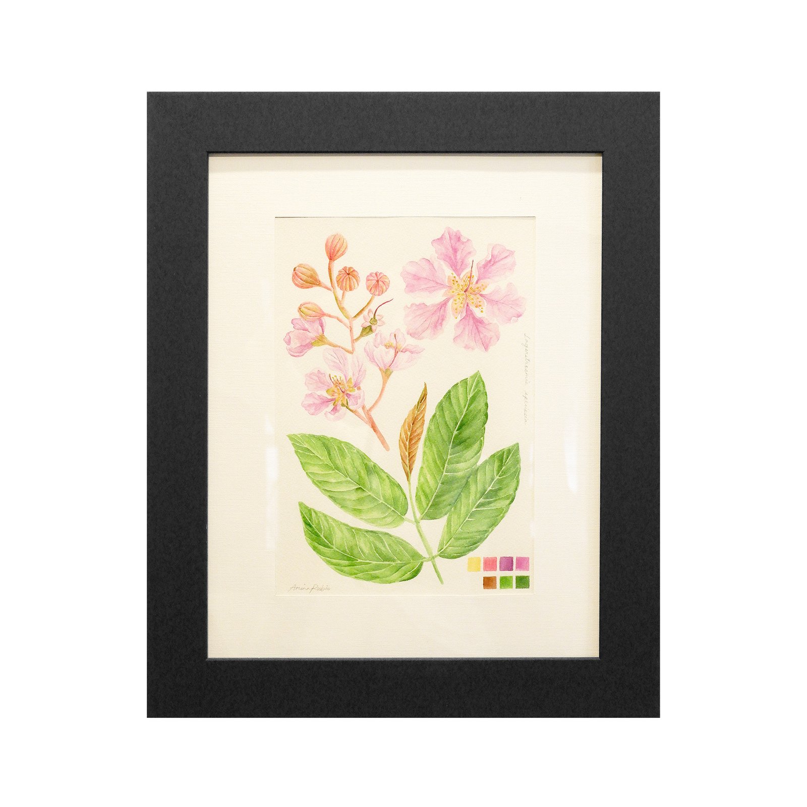 Banaba (Philippine trees series) | Altro Mondo · Creative Space