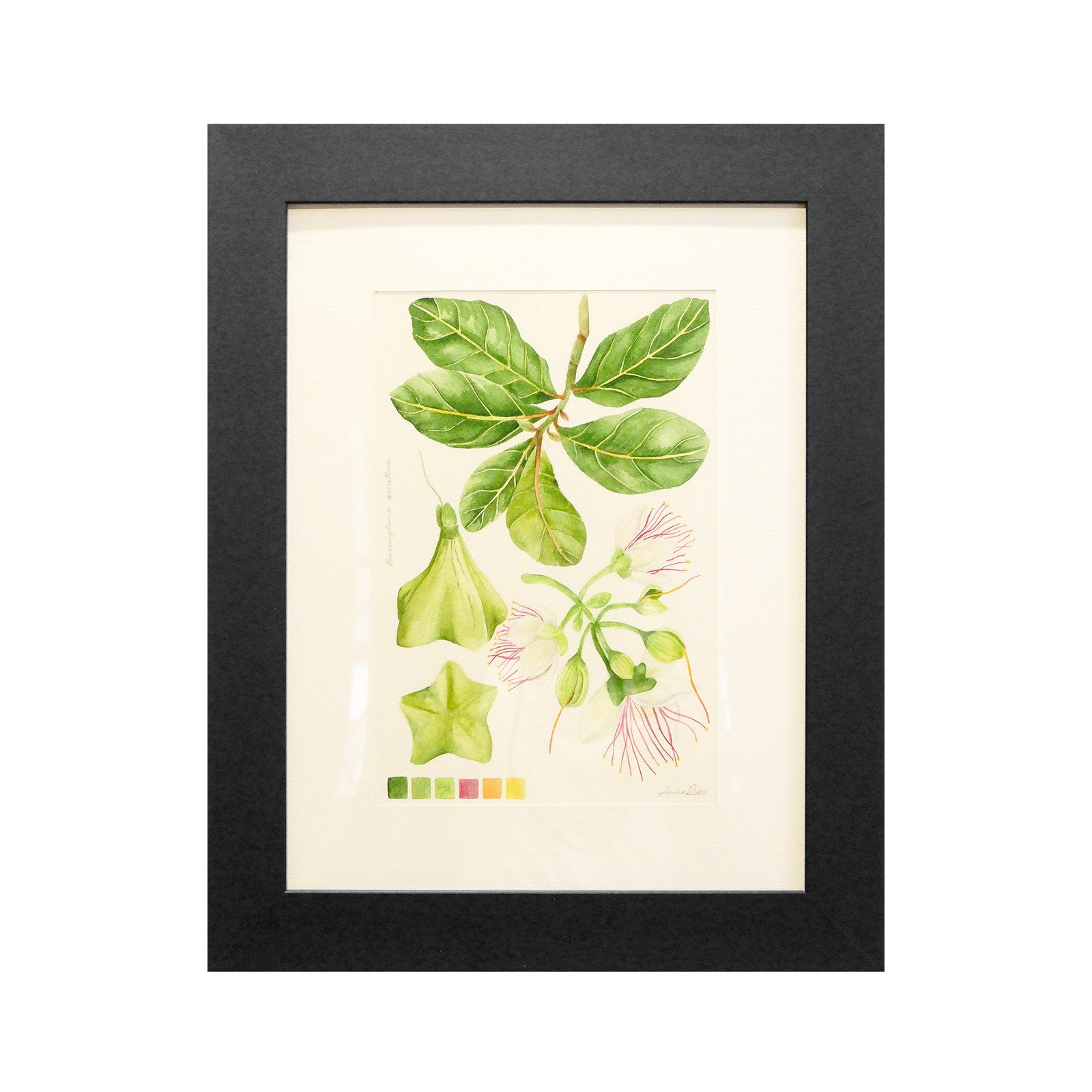 Botong (Philippine trees series) | Altro Mondo · Creative Space